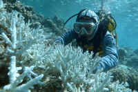 Scuba Diving Hazard Awareness: Identifying and Avoiding Risks Underwater