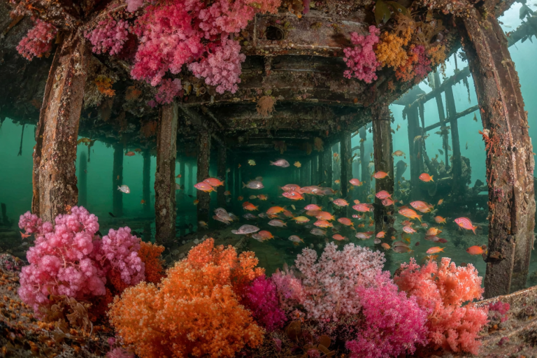 Scuba Diving Hazard Awareness: Identifying and Avoiding Risks Underwater